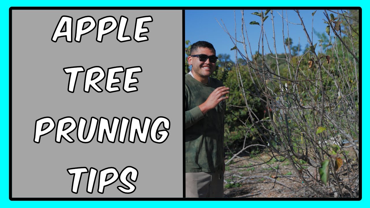 How I prune An Overgrown Apple Tree - YouTube