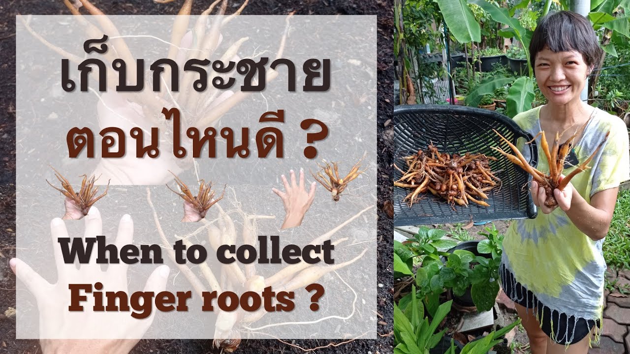เก็บกระชายได้เมื่อไหร่ ดูยังไงว่ามีรากแล้ว When and how to harvest ...