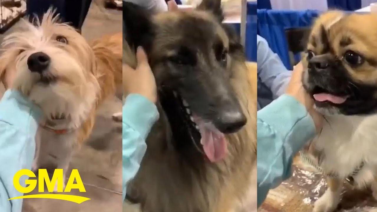 This woman filmed herself petting as many dogs as she could at a dog ...