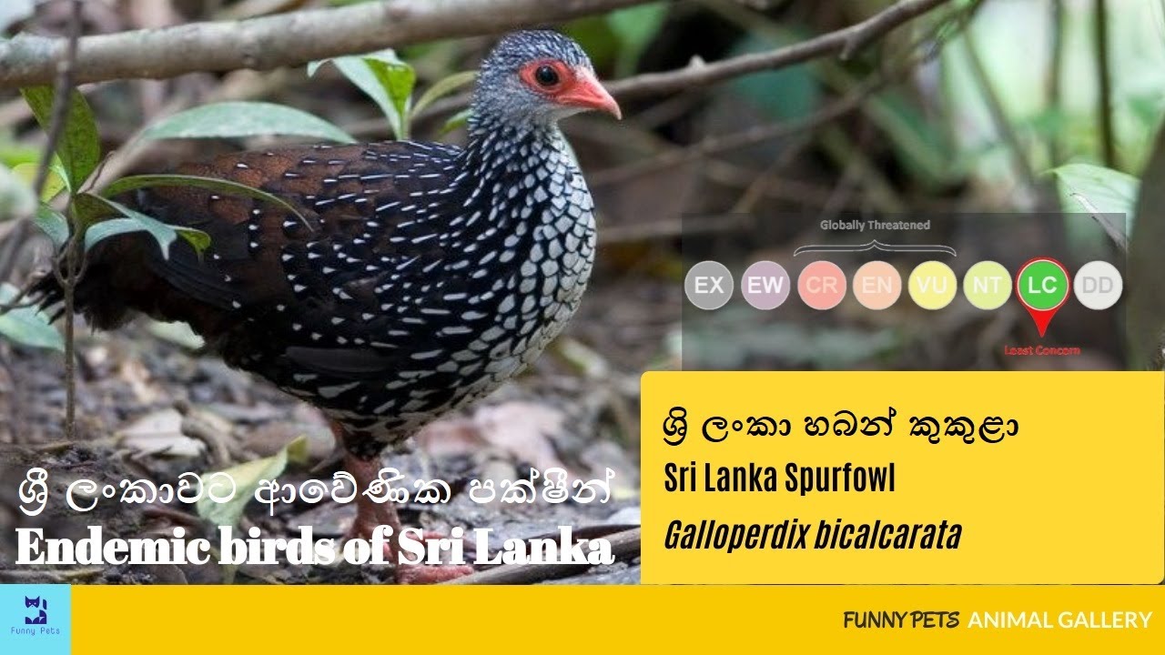 ශ්‍රි ලංකා හබන් කුකුළා | Sri Lanka Spurfowl | Galloperdix bicalcarata ...