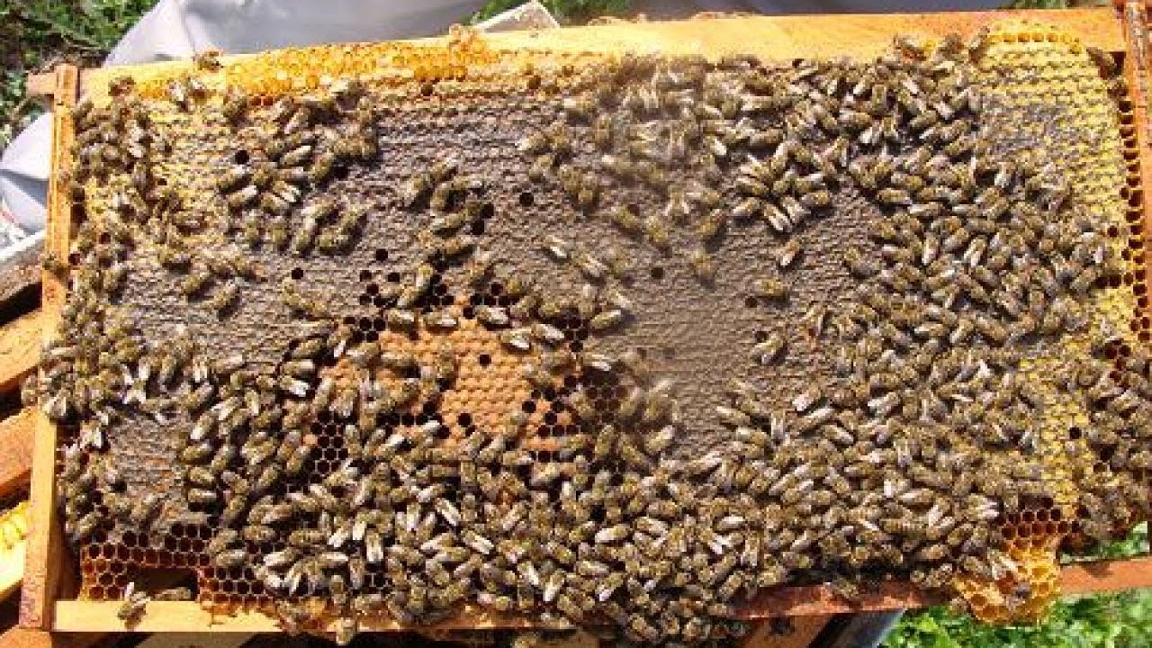 Pčele - Stanje otvorenog i zatvorenog legla pred pašu - YouTube