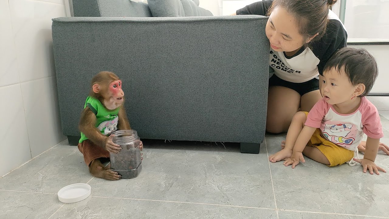 Monkey Kobi hiding from mom and secretly eating dried fruit is so funny ...