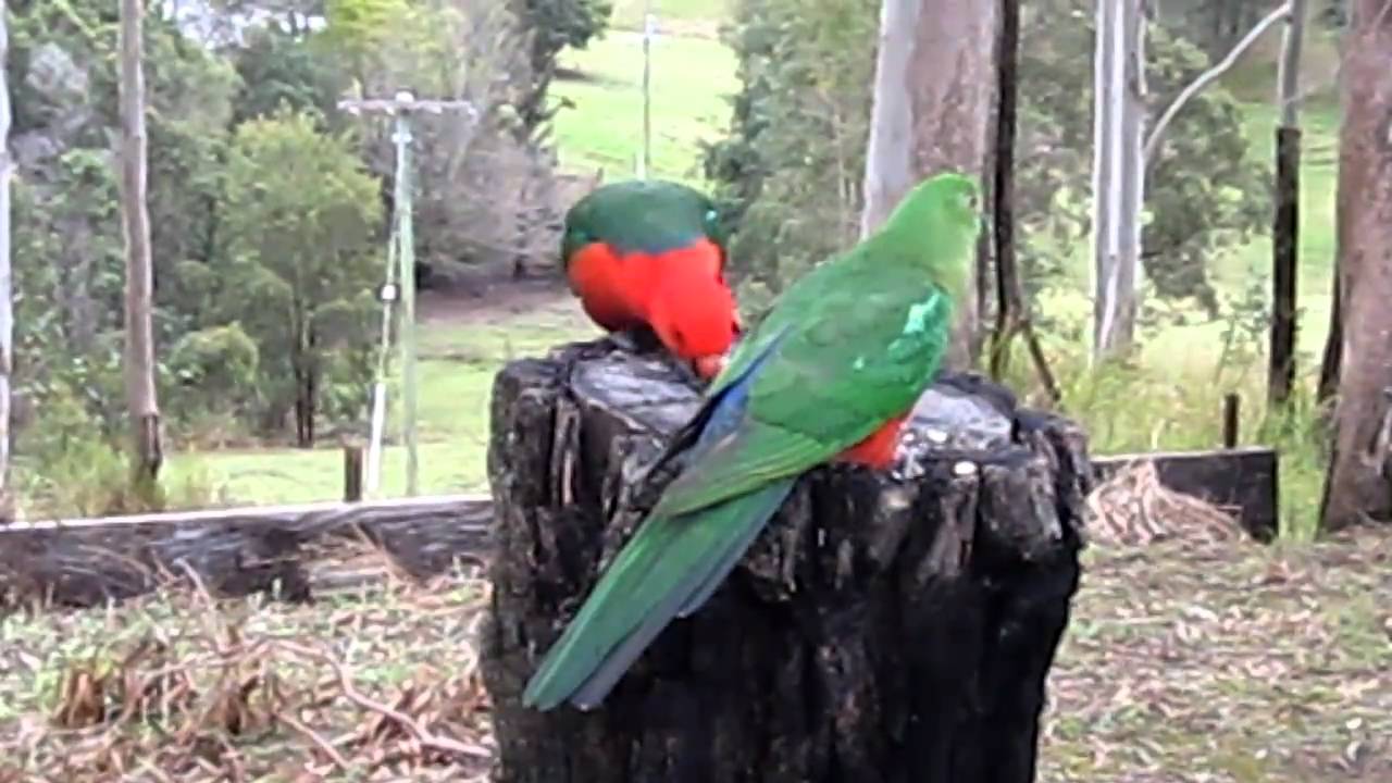 Male and Female King Parrots - YouTube