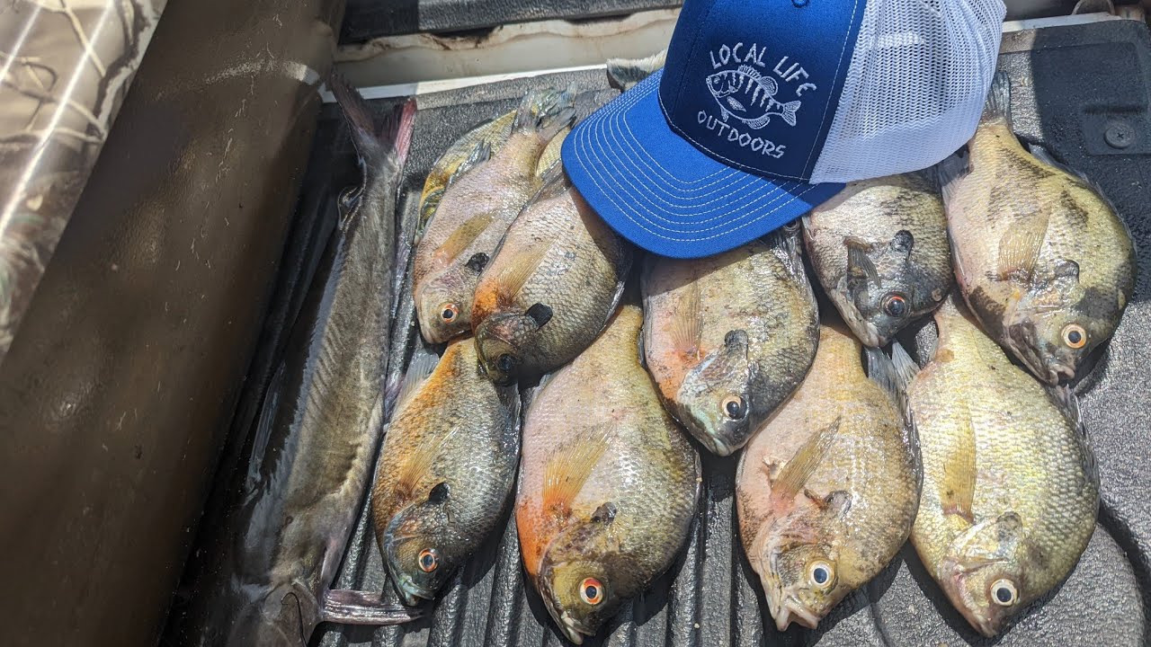 Catching Monster Bream on Public Waters - YouTube