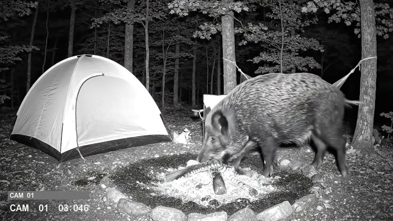 Yukon Trail Camera: Camping in a Wild Boar Den - YouTube