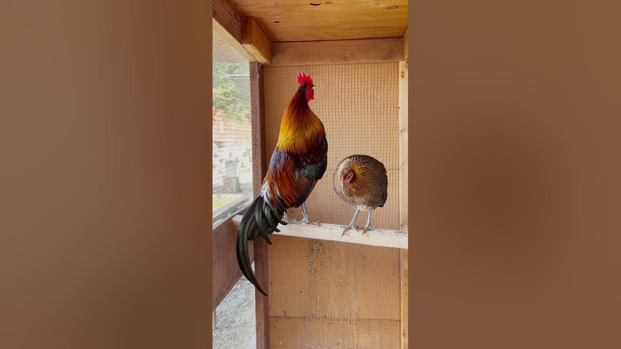 red jungle fowl, qaib qus qaib dib #148 Huajvam Thoj - YouTube