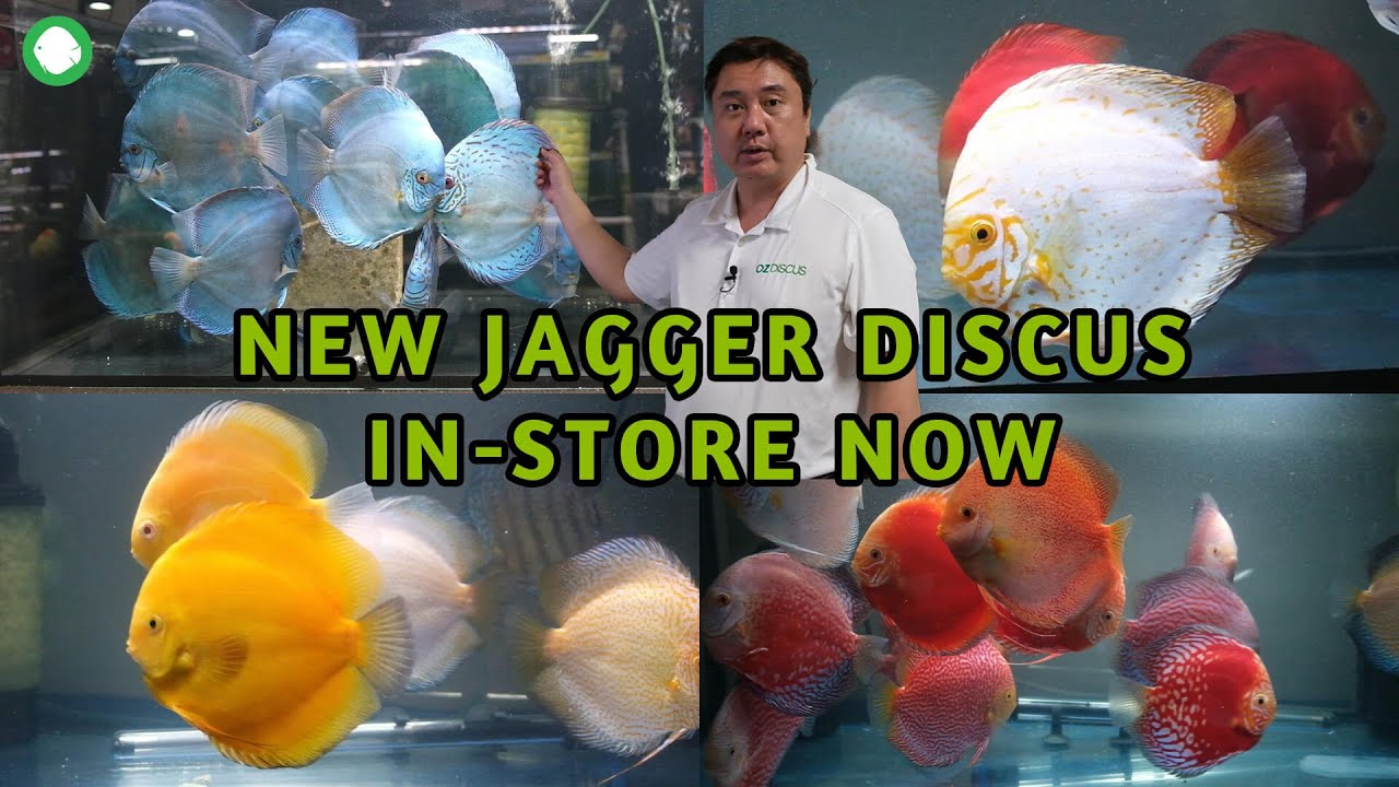 Hundreds Of Amazing Jagger Discus Fish Now Available At OZ Discus - YouTube