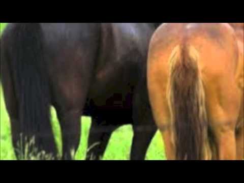 können pferde furzen?