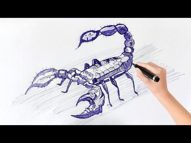 Easy Pencil Drawings Of Scorpions Scorpion Tattoo Drawing By