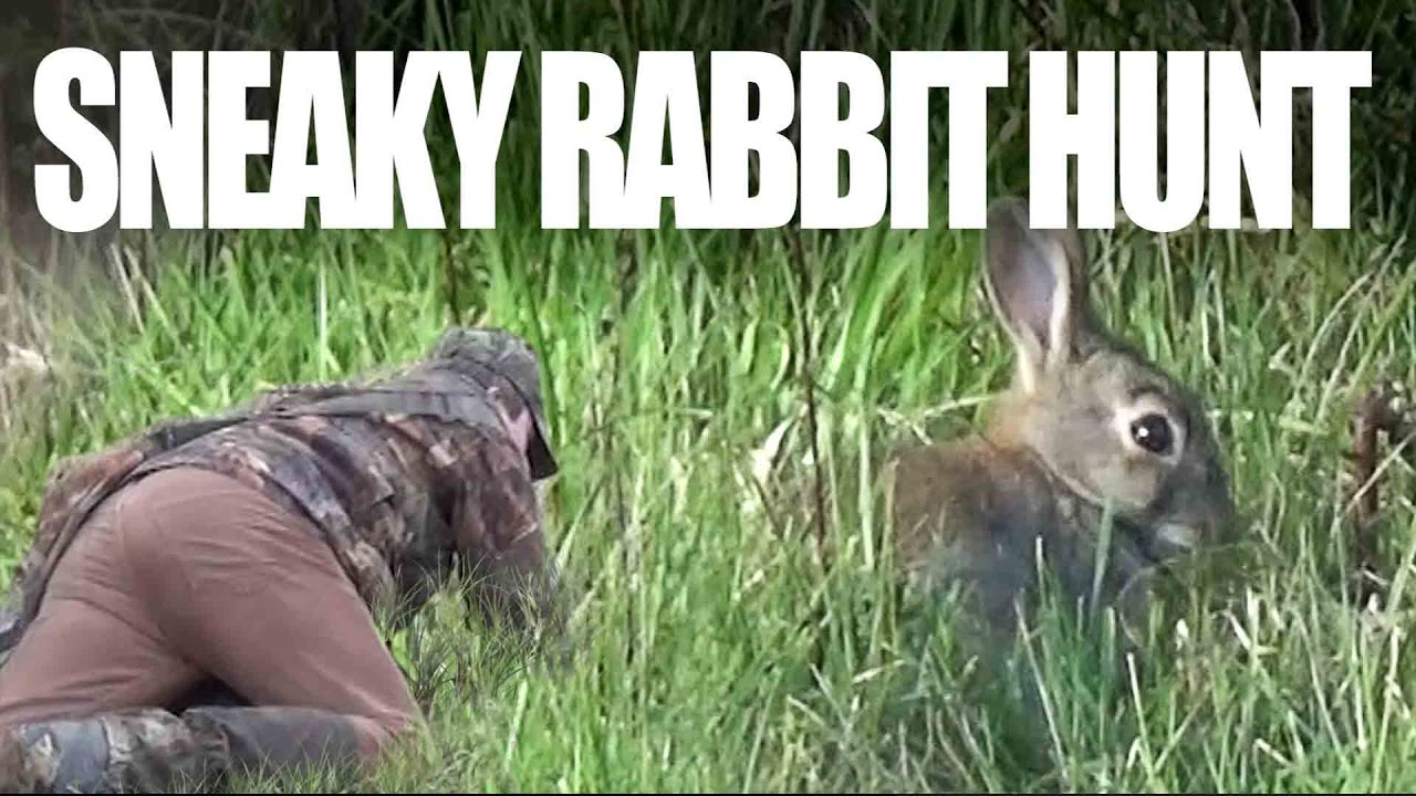 Sneaky rabbit hunt - YouTube