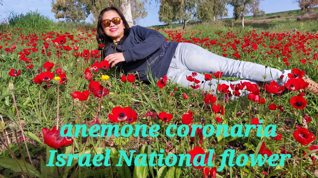 Israel National Flower ( anemone or kalanyot sa hebrew) - YouTube