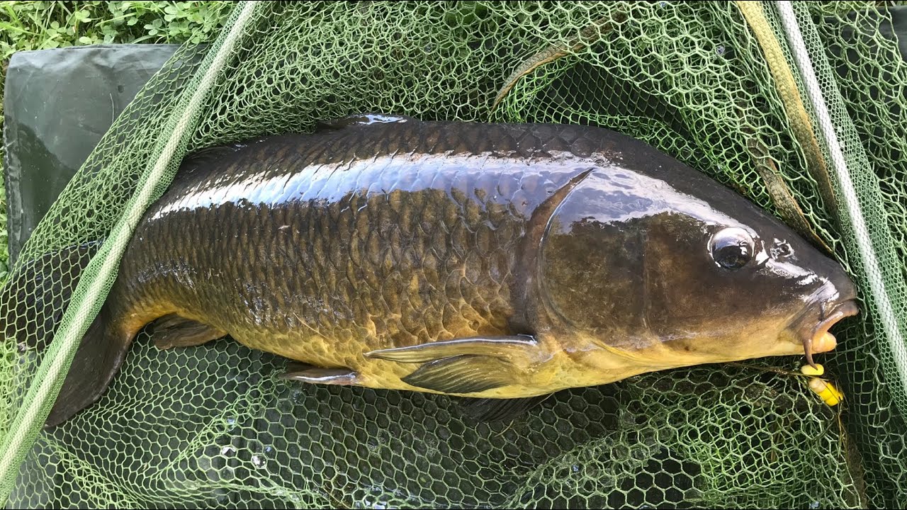 Carp Fishing Lake Ontario with Packbait & Canned Corn - YouTube