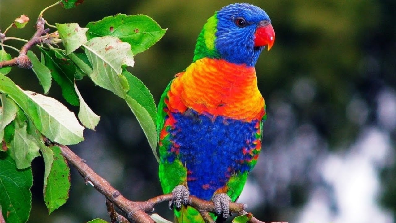 Loro Arcoíris 🌈 Hablando. Loris - YouTube