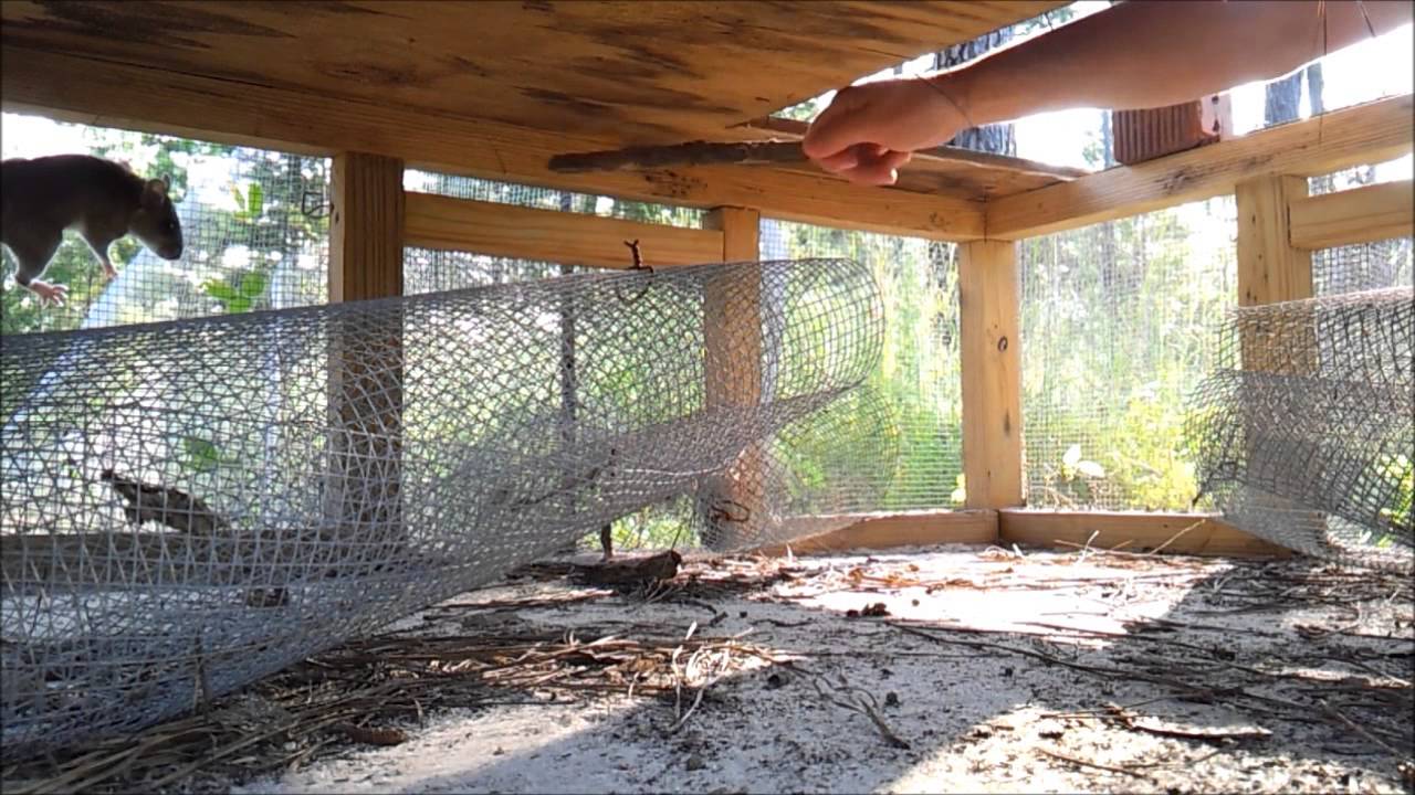 Cotton Mouse (Peromyscus gossypinus) in the snake trap - YouTube