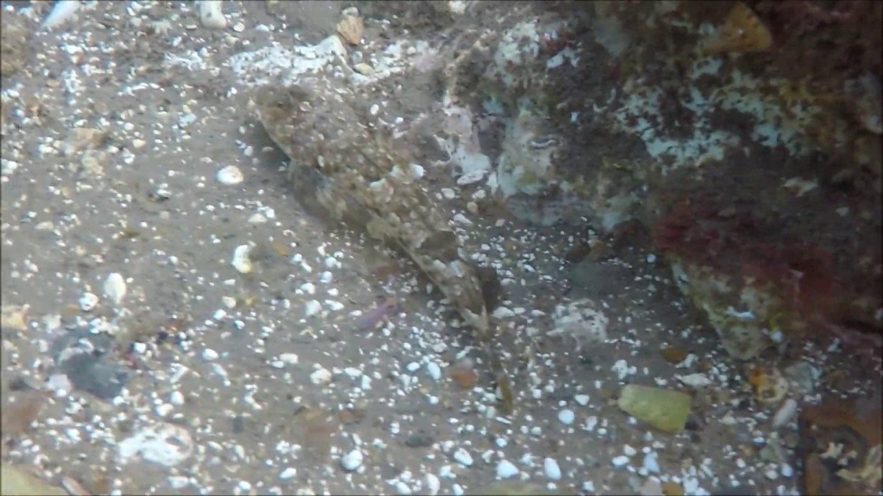 Which species of Dragonet is this? Common Callionymus lyra or ...