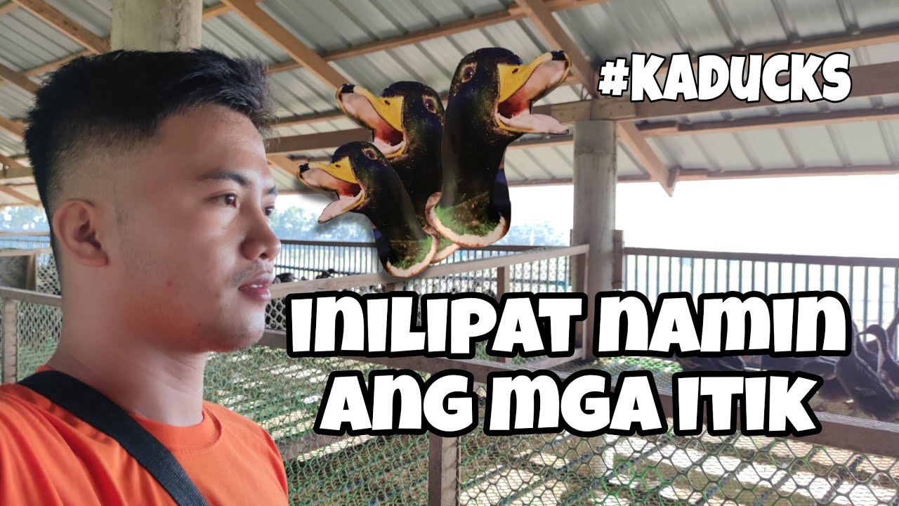 EP84 - ANG PAGLIPAT NG MGA ITIK #kaducks - YouTube