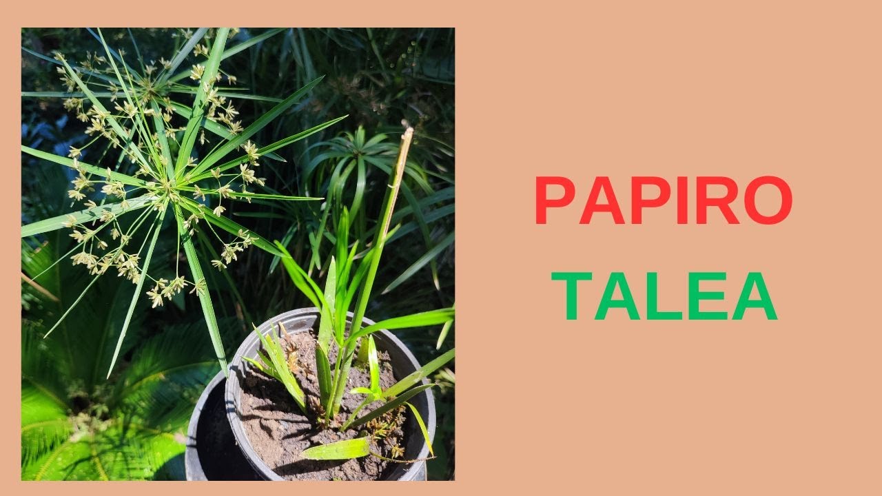 Come fare una talea di Papiro - come moltiplicare il Papiro in casa - YouTube