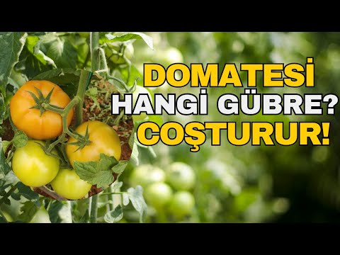 Domateste Doğru Gübrelemenin Sırları? Verimi Katlayacak Gübre Önerileri!