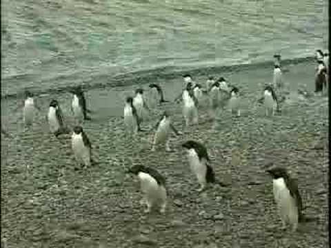 Adelie Penguins Dance to the Music, Antarctica - YouTube
