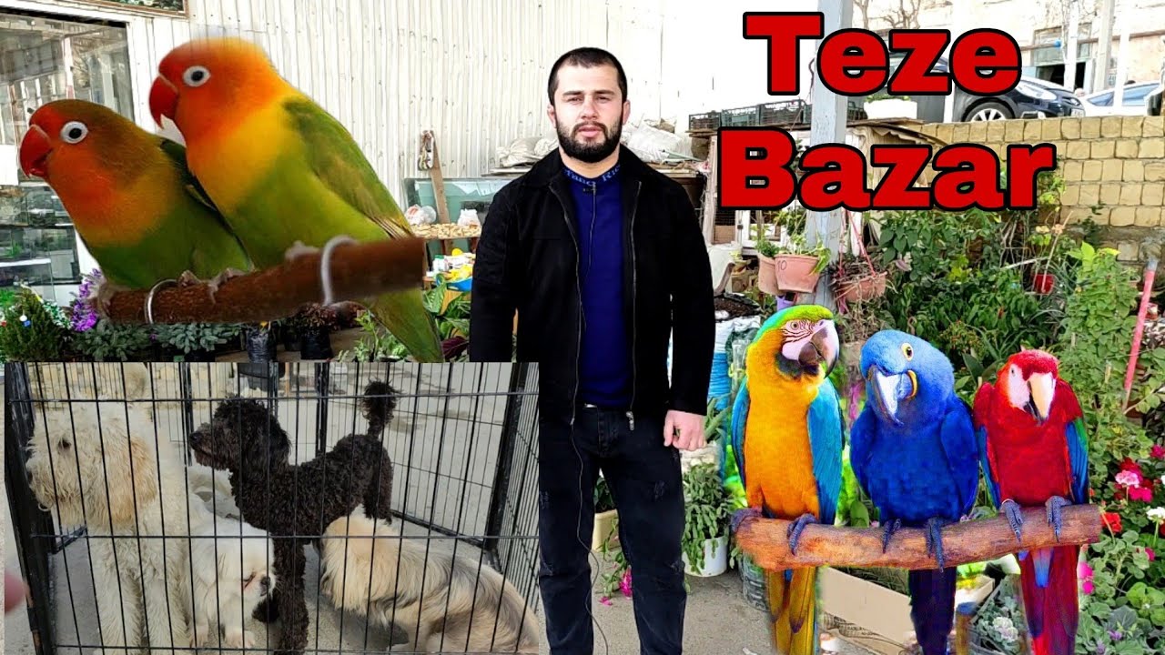 Teze Bazar #tezebazar #baliq #papuqay #elixezer - YouTube