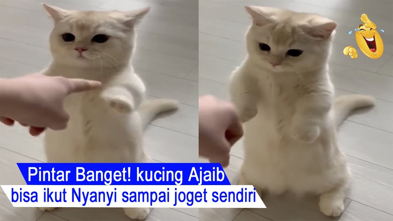 BENERAN NGAKAK/ kucing AJAIB bisa bernyanyi sampai Joget Lucu/kompilasi ...