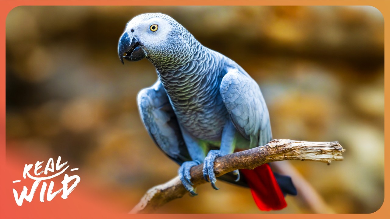 Understanding The Secret Language of Animals - YouTube