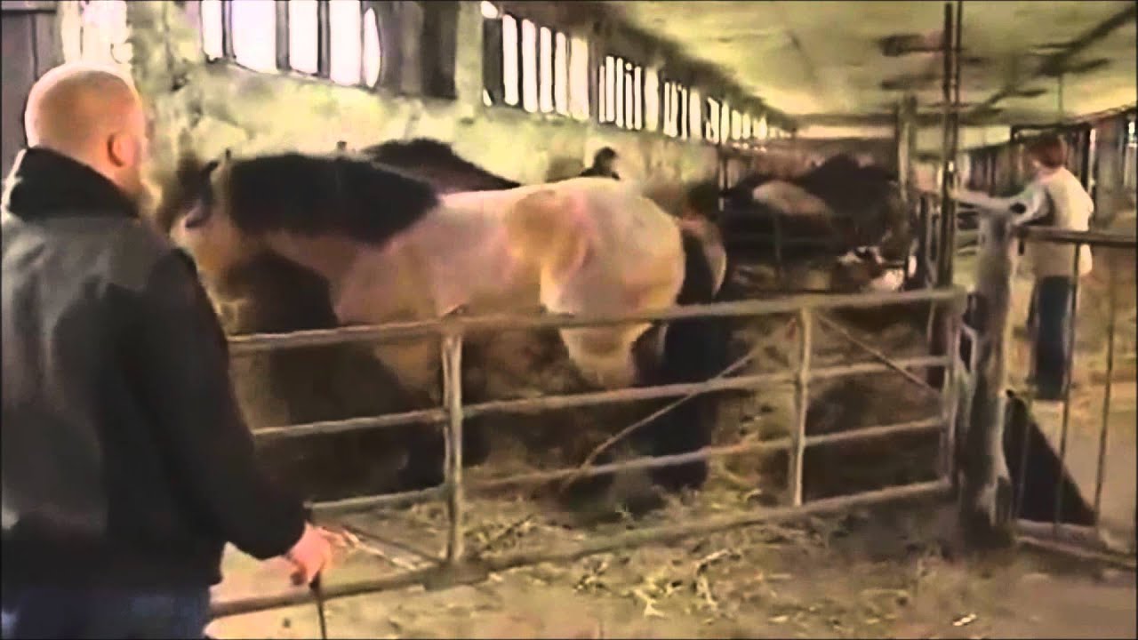 Cheval à la renverse - YouTube