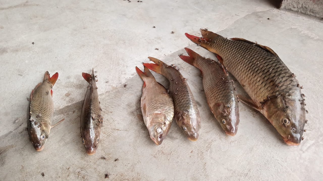 How to catch fish from canal#Best Shikar on Lower Bari Doab canal - YouTube