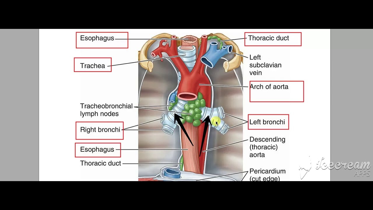 Esophagus relations 4 - YouTube