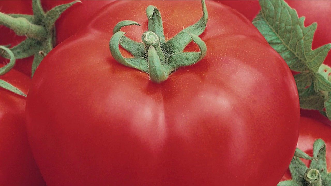 Tomate Dynamo - Superseed - YouTube