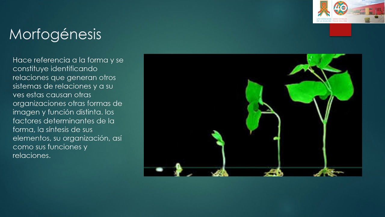 LA MORFOGENESIS Y MORFOSTASIS.. - YouTube