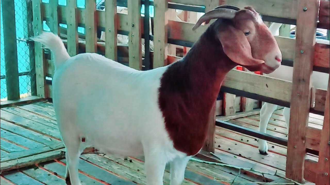 New visitors today on our SK Boer Goat Farm - YouTube