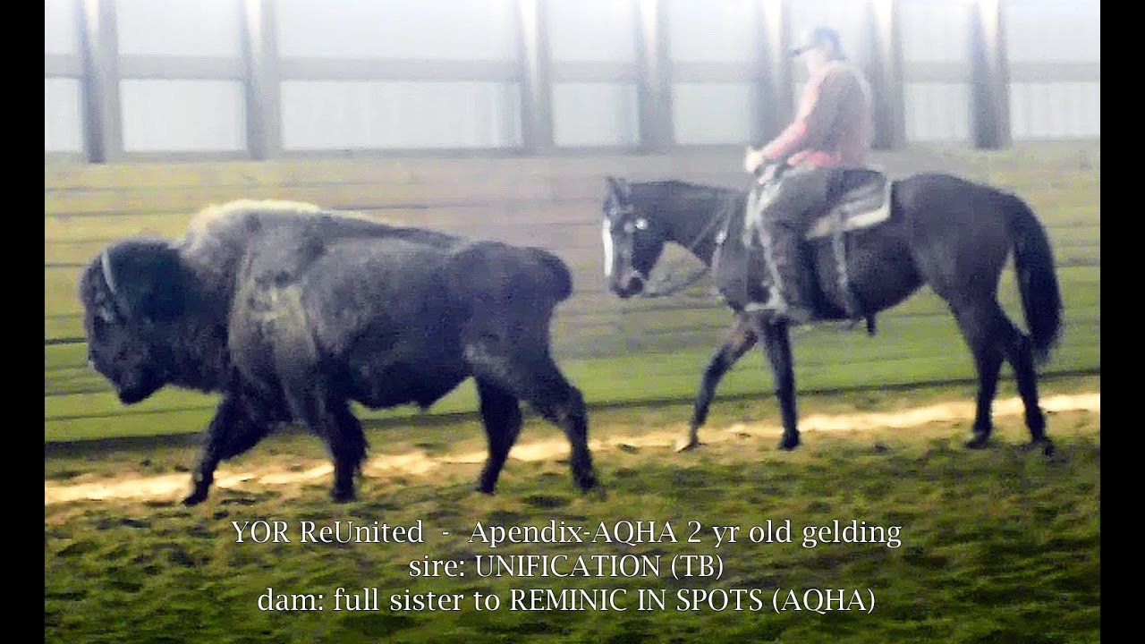 YOR ReUnited Appendix AQHA 2 yr old gelding with 30 days training Nov14 ...