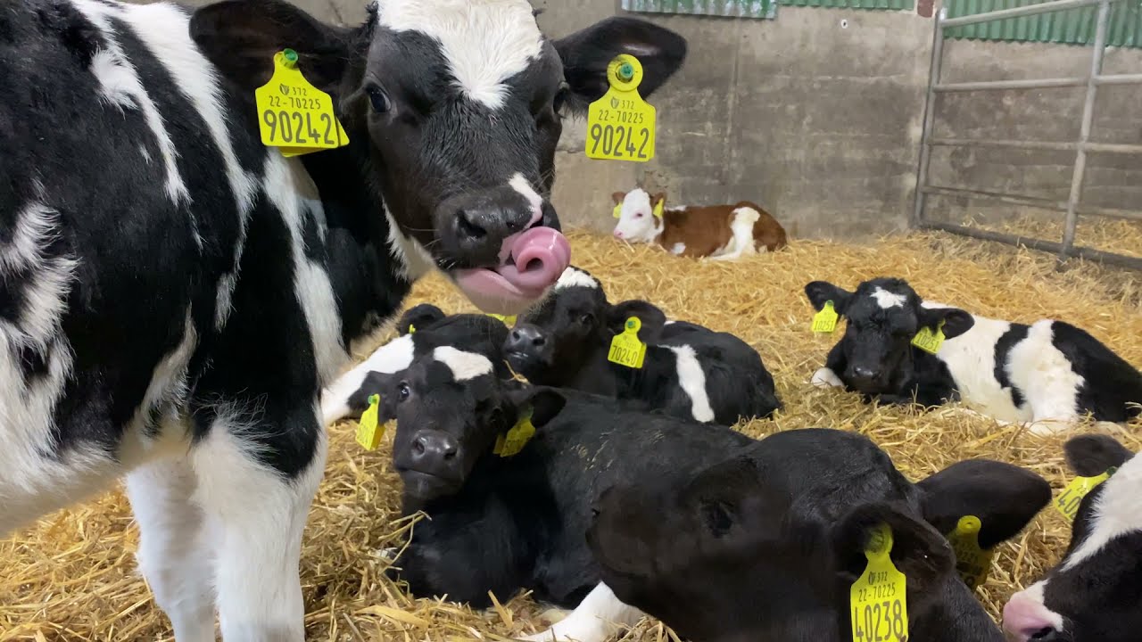 Precision Microbes Calf Probiotic & Postbiotic - YouTube