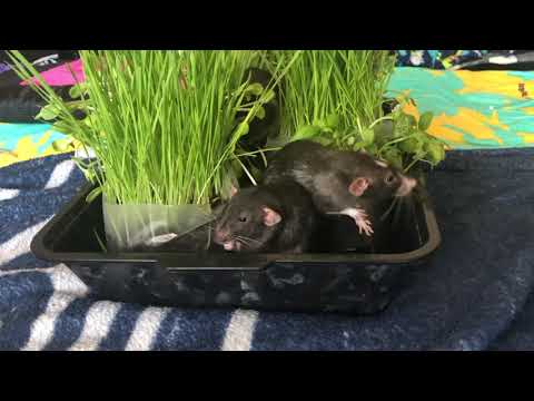 Rats dig box 7-22-2020 - YouTube