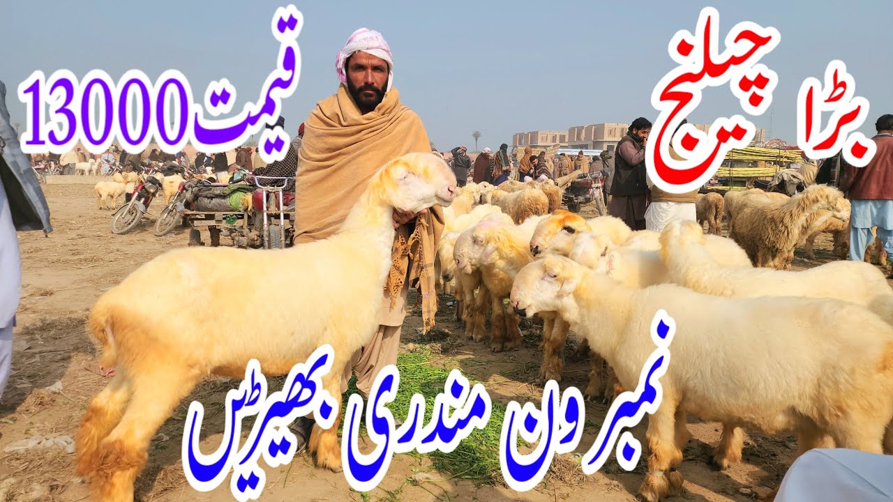 mundri Sheep Farming world 🌎 Record Visit Mundra mandi Dera Ghazi khan ...