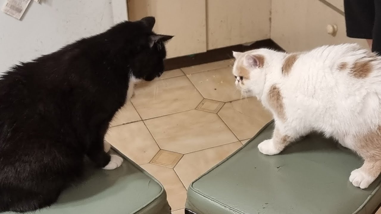 Monty and Diana being the world's biggest dorks. - YouTube