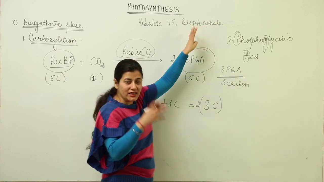 Biosynthetic phase l Best Free Lecture l CBSE CLASS 11 BIO | UNIT 4 ...