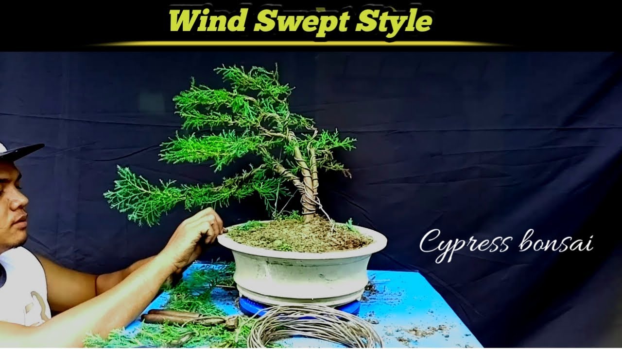 How to make a wind swept bonsai | Bending ability | Philippine cypress ...
