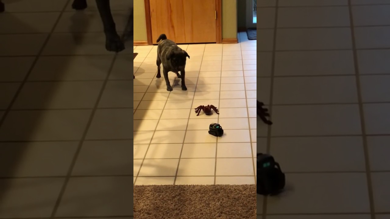Pug versus the spider - YouTube