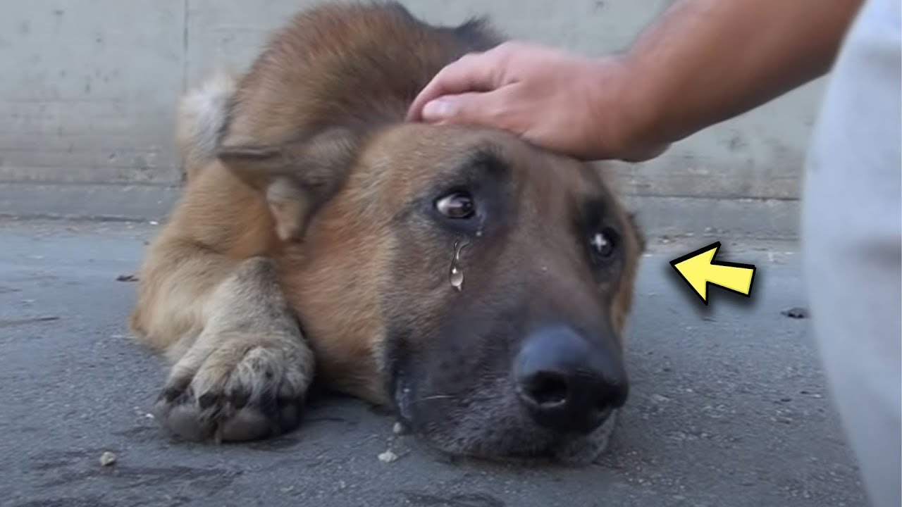 The man just hit the dog in the head, but what the dog did made me cry ...