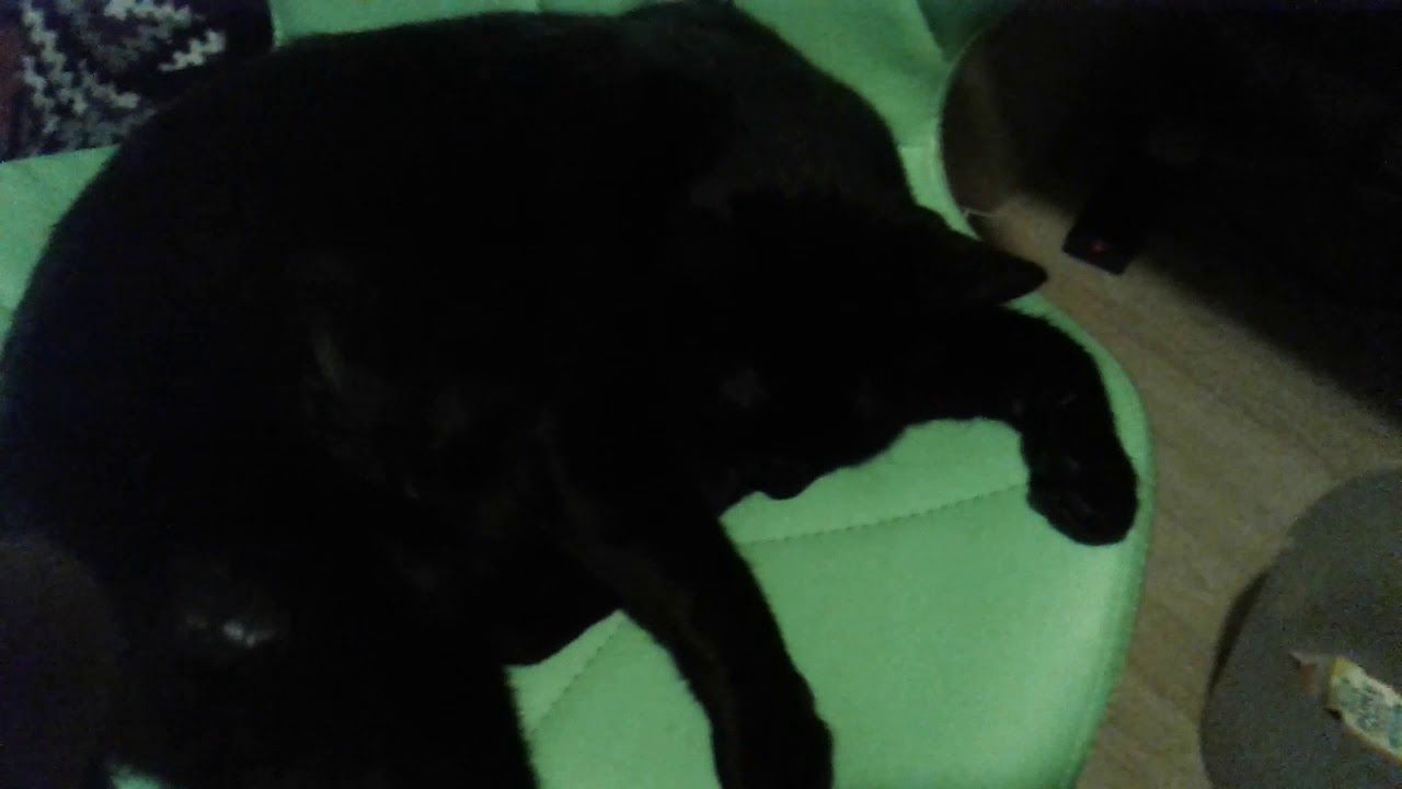 My loving cat And how I play xbox - YouTube