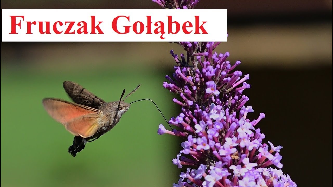 Fruczak Gołąbek - ciekawostki o Polskim Kolibrze - YouTube
