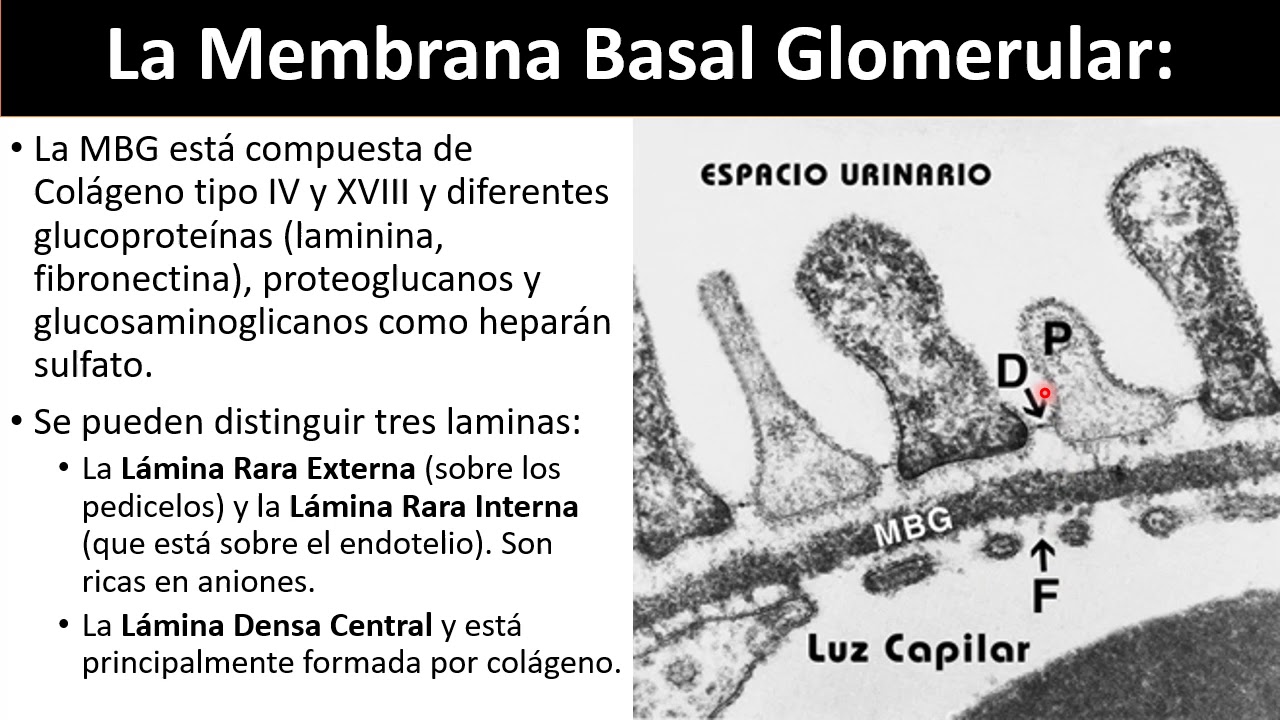 Membrana Basal Glomerular - YouTube
