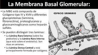 Membrana Basal Glomerular