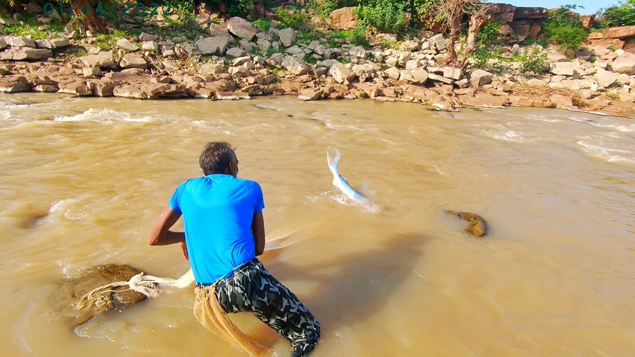 Caught a BIG Singara Fish from cast net || Amazing Fishing in the ...