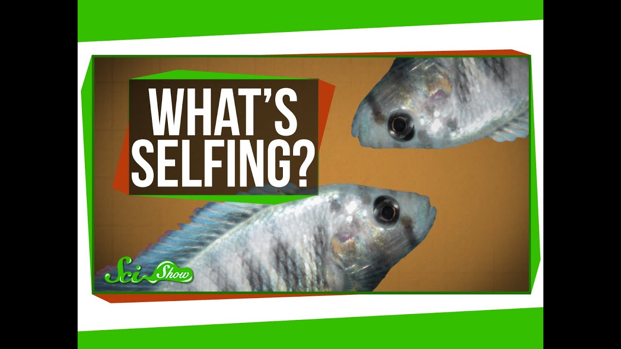 What is Selfing? - YouTube