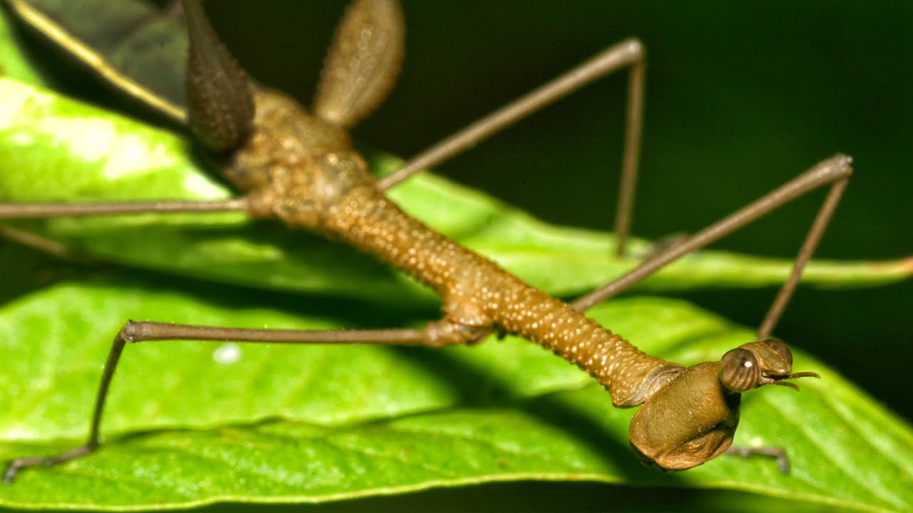 Short Stories 093: The Tale of Oliver the Stick Insect - YouTube