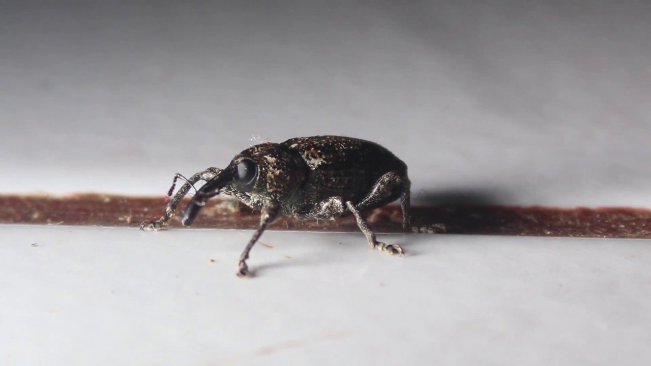 The Elephant Weevil - One of the strangest insects in the World. - YouTube