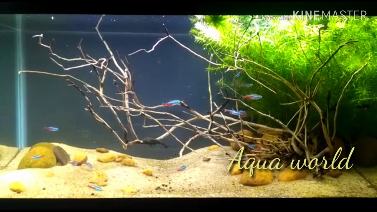 Neon tetra fish in plantation aquarium - YouTube